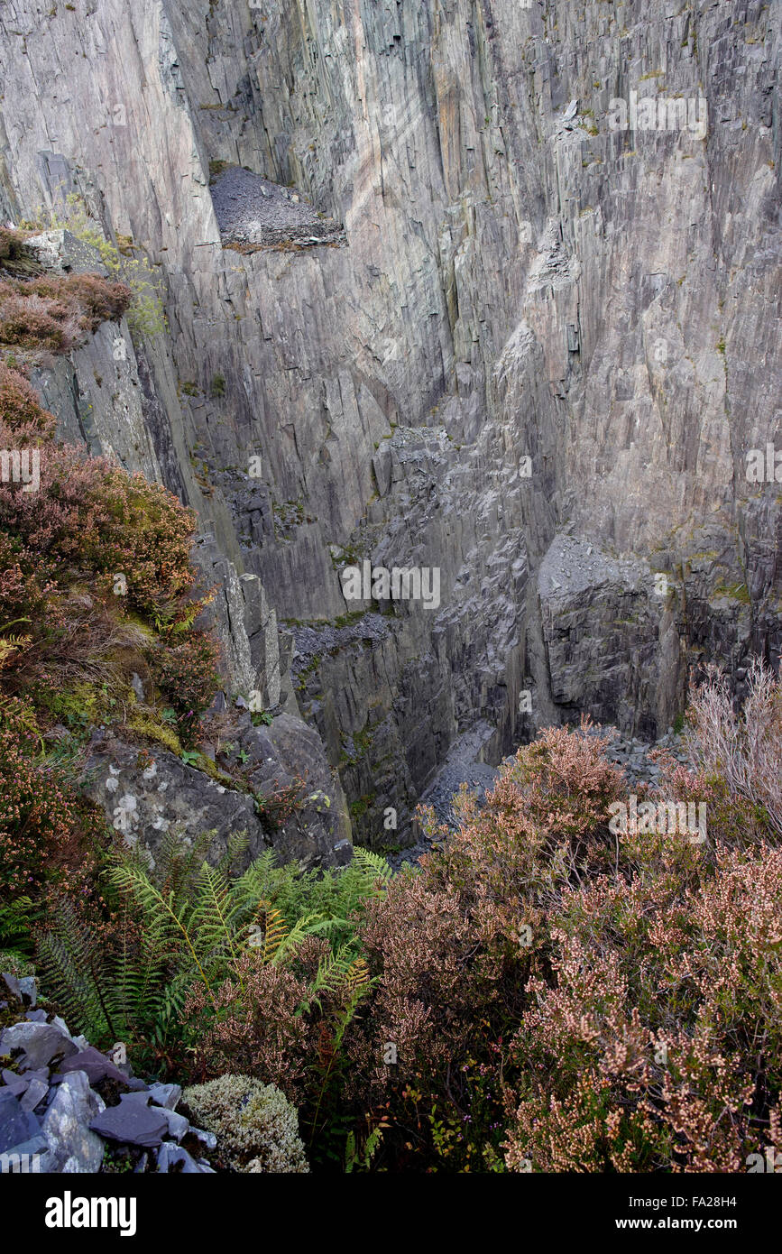 The vertical back wall of Matilda quarry at Dinorwic, Llanberis ...