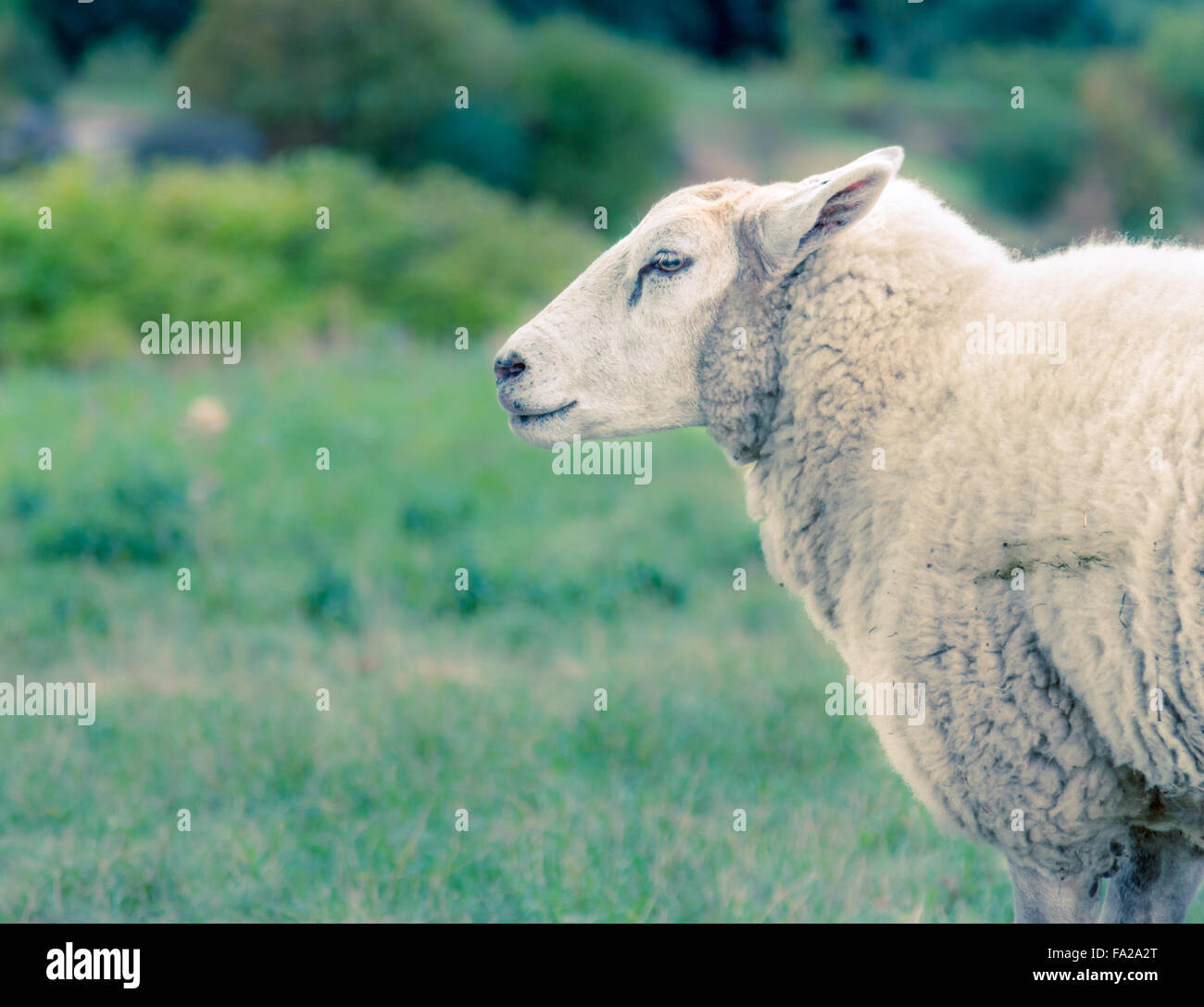 Sheep ears hi-res stock photography and images - Alamy
