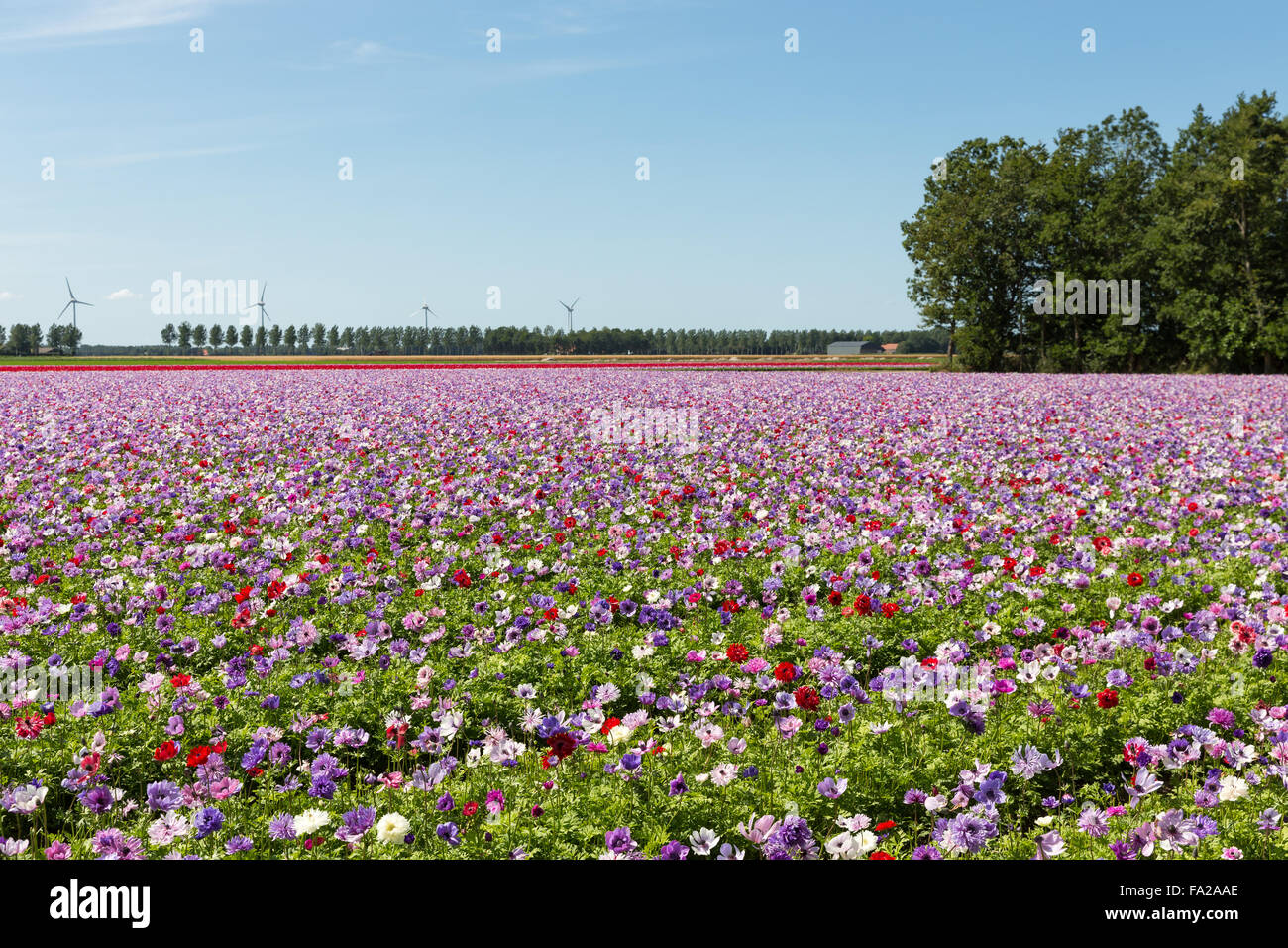 Dutch field with purple blooming anemones and blue sky Stock Photo - Alamy