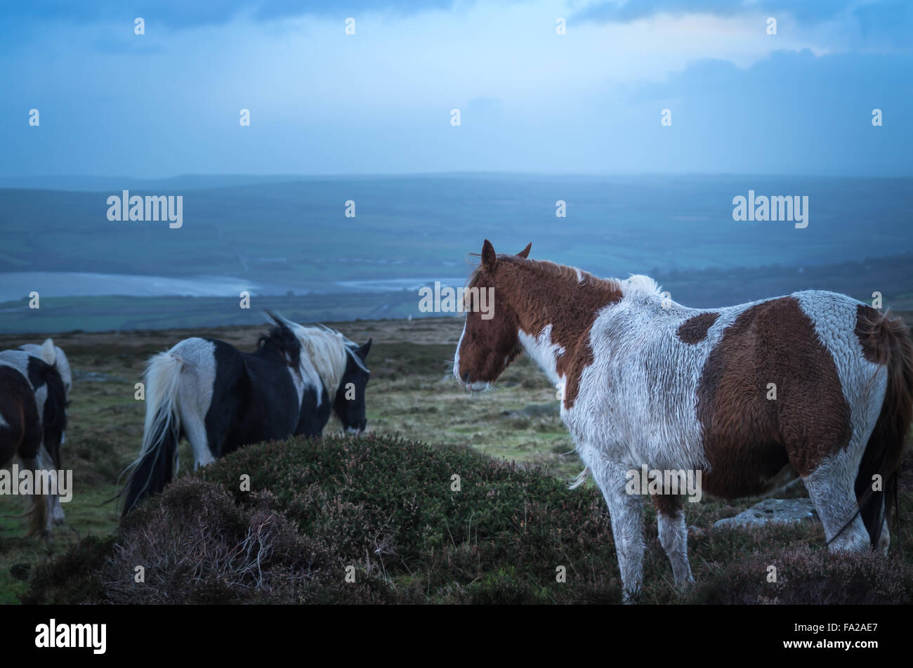 Group of Wild Preseli Ponies on Carn Enoch, Dinas, Pembrokeshire Stock ...