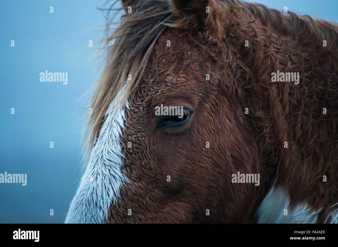 Wild Preseli Pony on Carn Enoch, Dinas, Pembrokeshire Stock Photo - Alamy