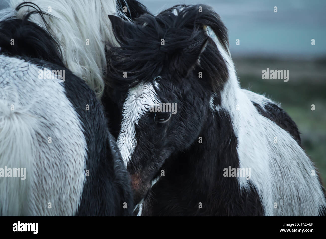 Wild horses grooming hi-res stock photography and images - Alamy