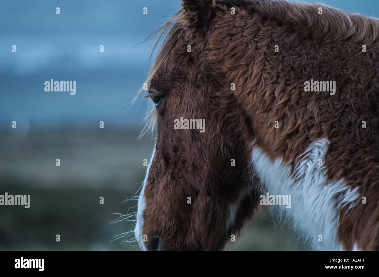 Wild Preseli Pony on Carn Enoch, Dinas, Pembrokeshire Stock Photo - Alamy