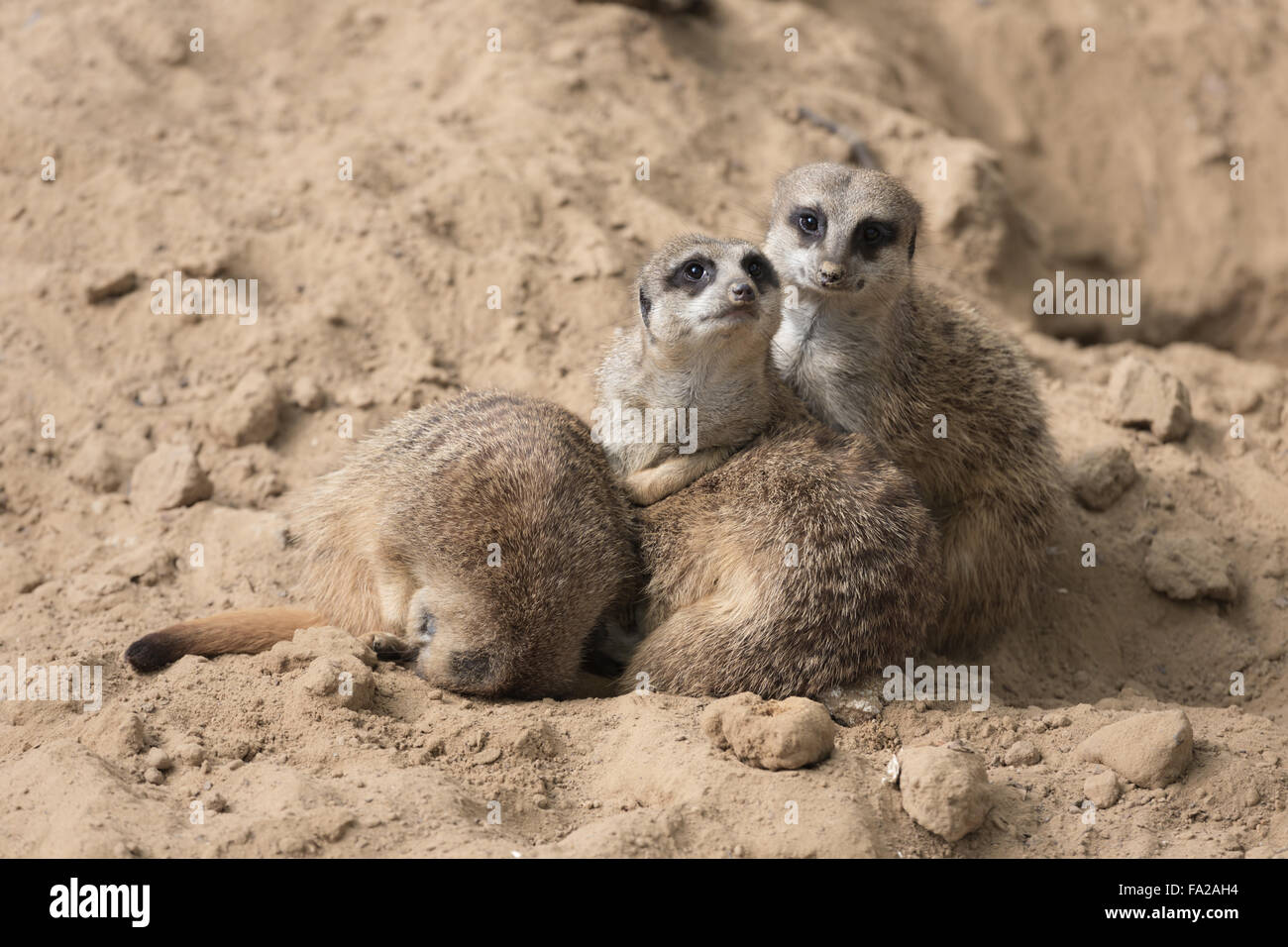 Three meerkats in Antwerp zoo Stock Photo - Alamy