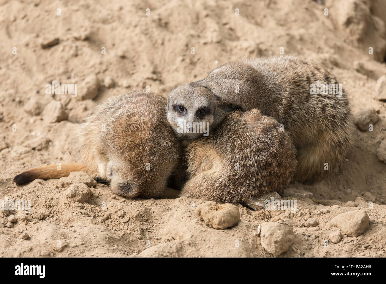Three meerkats in Antwerp zoo Stock Photo - Alamy
