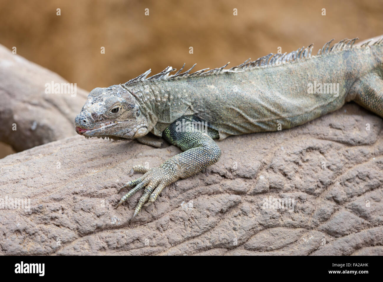 Blue lizard (Sceloporus serrifer) at a tree trunk Stock Photo - Alamy