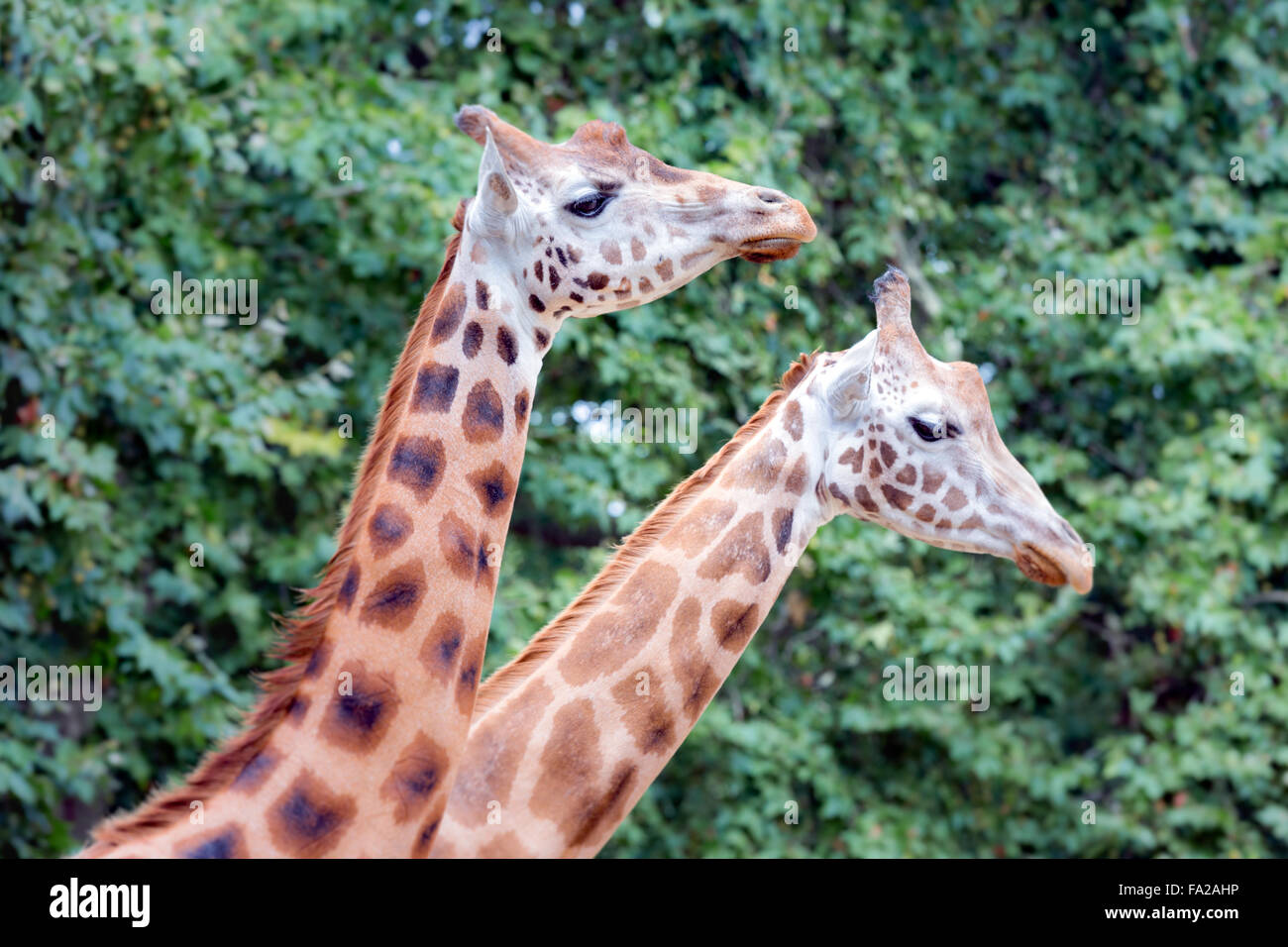 Two giraffe (Giraffa camelopardalis) in antwerp zoo Stock Photo - Alamy