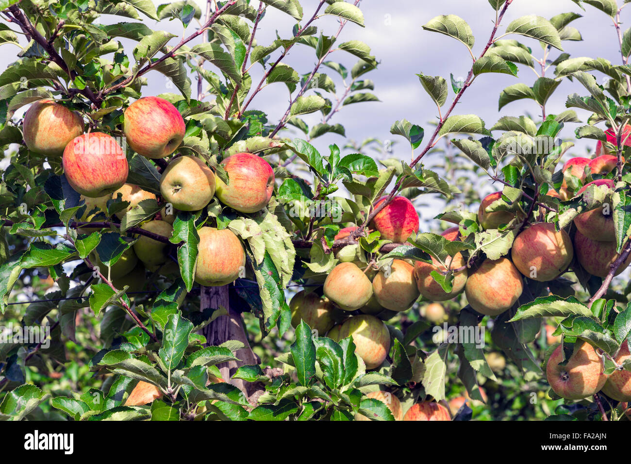 Dutch orchard with maturing red apples Stock Photo - Alamy