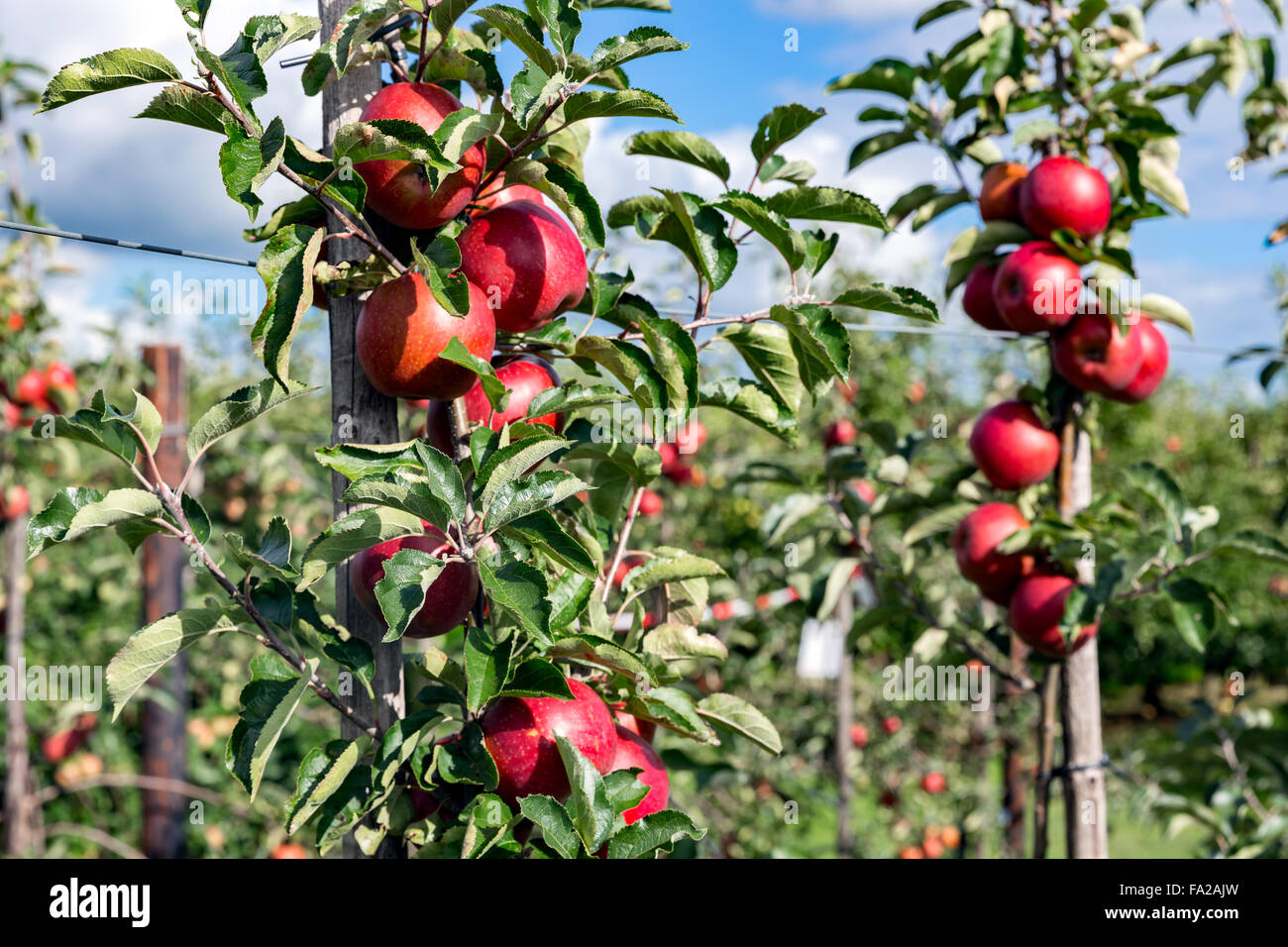 Elstar apple garden hi-res stock photography and images - Alamy