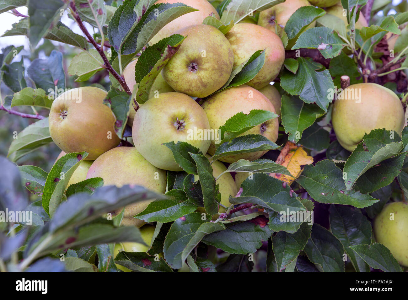 Dutch orchard with maturing apples Stock Photo - Alamy