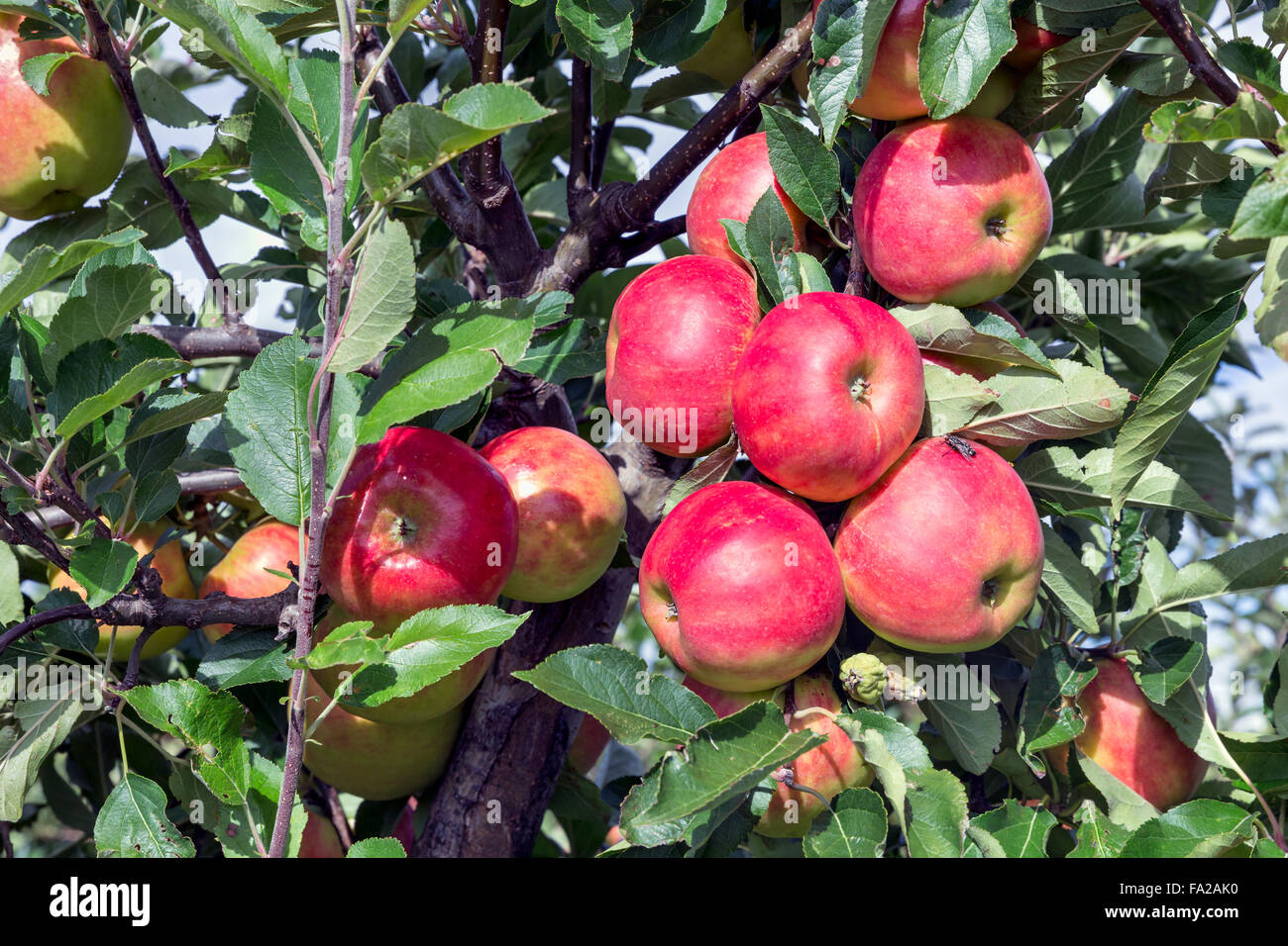 Dutch orchard with maturing red apples Stock Photo - Alamy