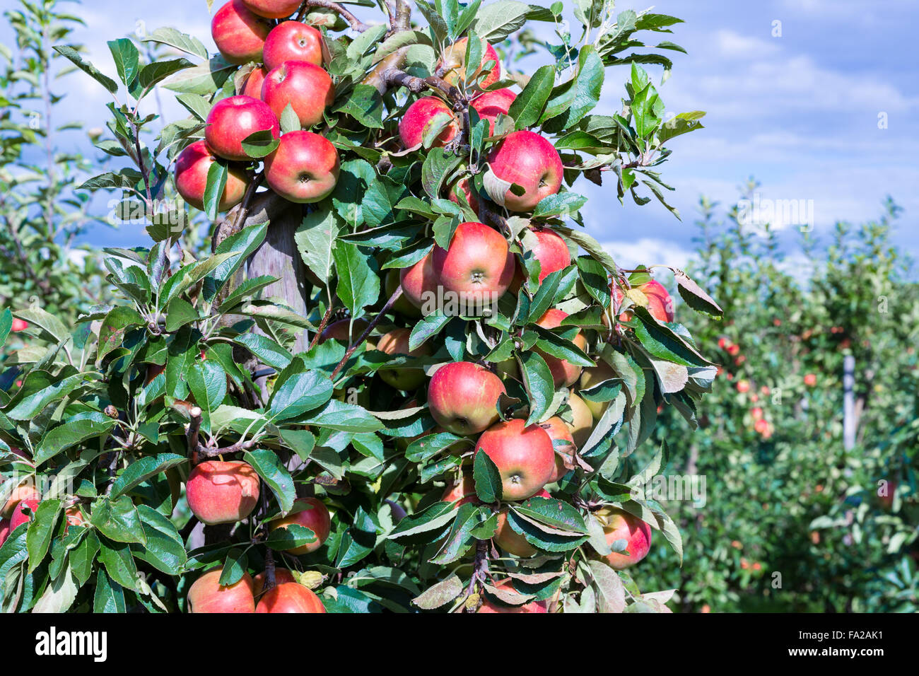 Elstar apple garden hi-res stock photography and images - Alamy