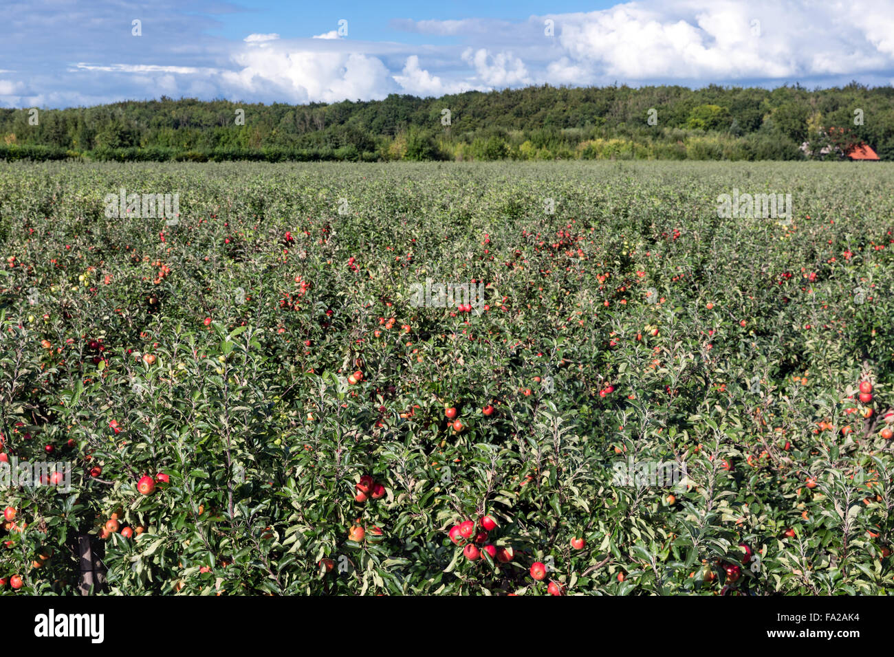 Aerial view of Dutch orchard with maturing red apples Stock Photo - Alamy