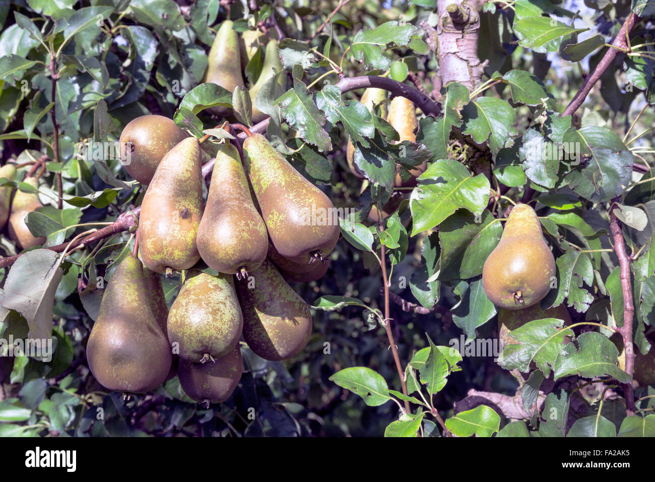 Dutch orchard with big maturing pears Stock Photo - Alamy