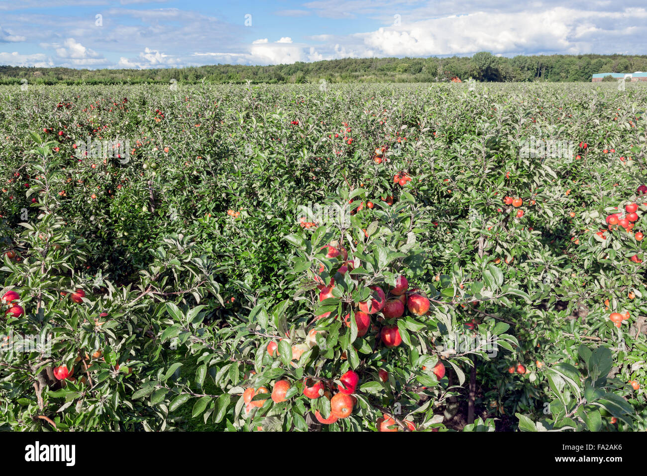Aerial view of Dutch orchard with maturing red apples Stock Photo - Alamy