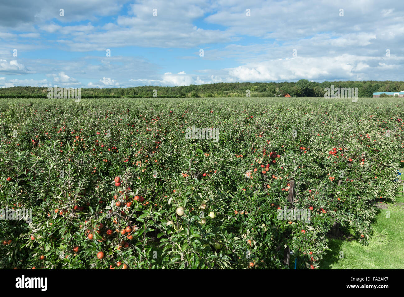 Aerial view of Dutch orchard with maturing red apples Stock Photo - Alamy