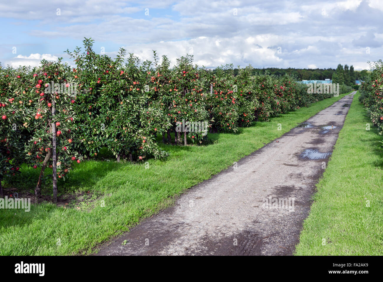 Dutch orchard with maturing red apples Stock Photo - Alamy