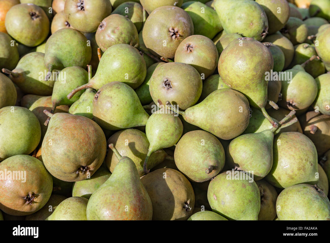 Background of picked ripe pears Stock Photo - Alamy