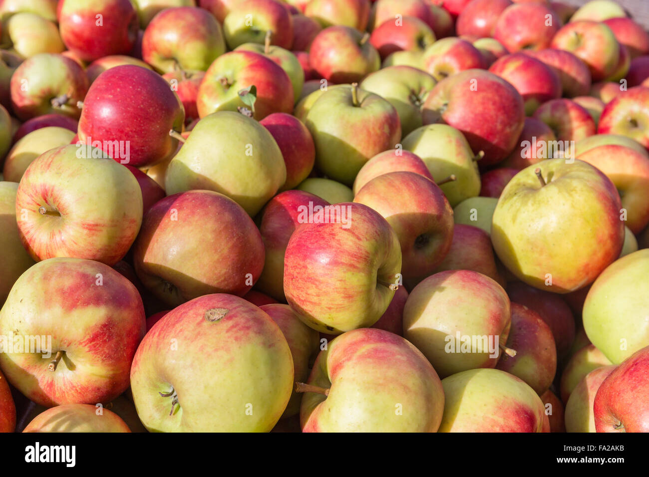 Background of picked ripe apples Stock Photo - Alamy