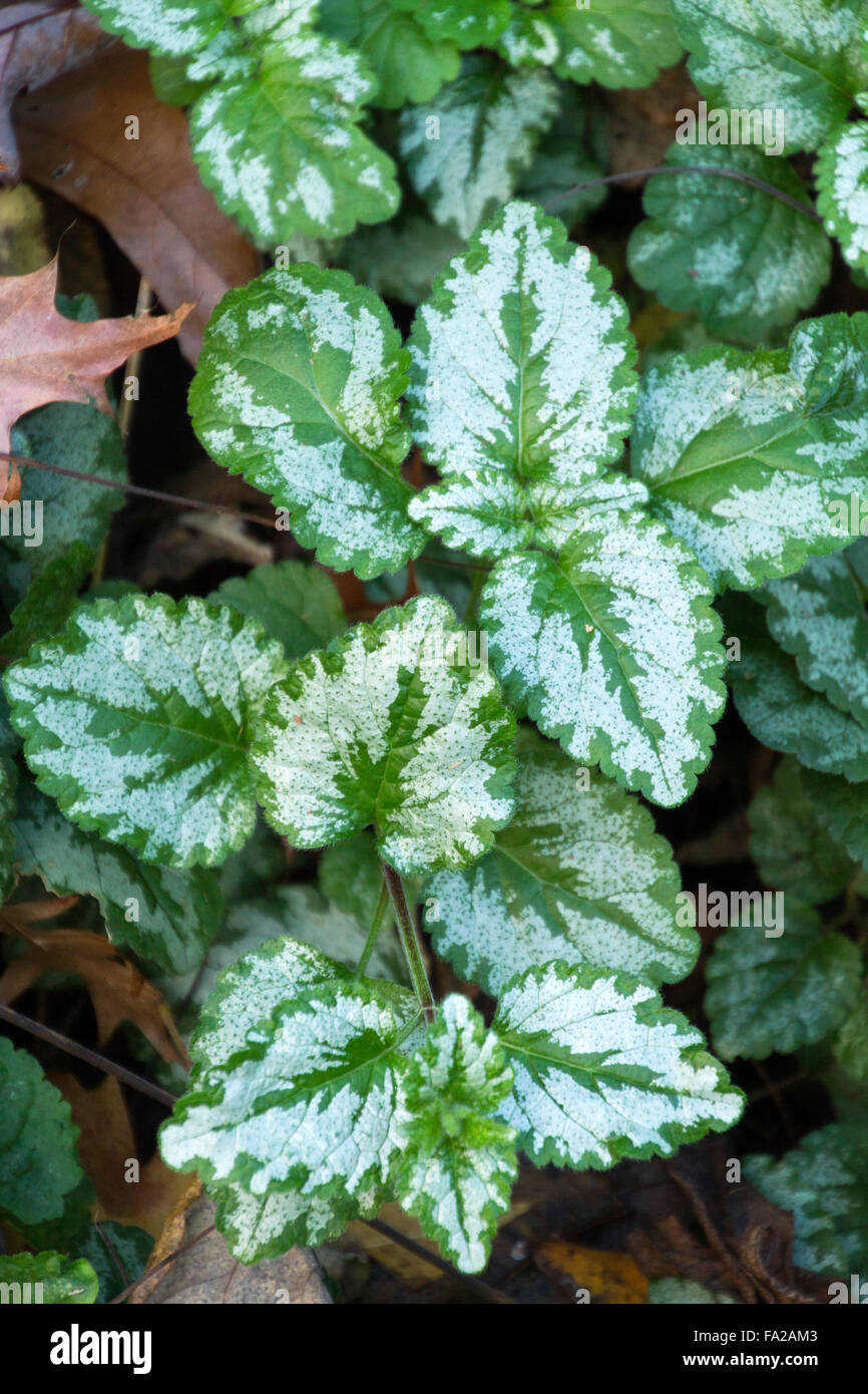 Coleus plant leaves hi-res stock photography and images - Alamy