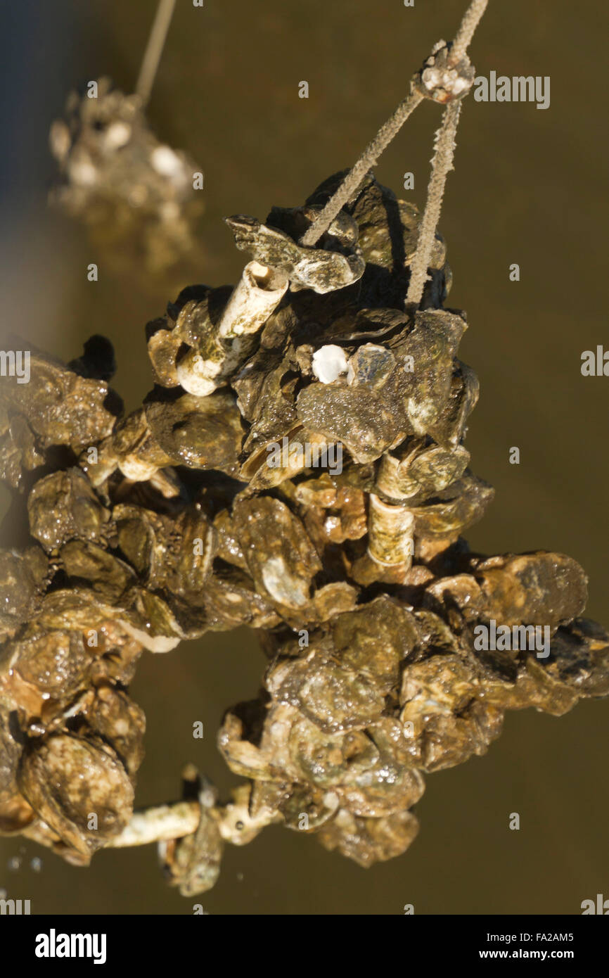 Close up of a cluster of oysters growing on a rope at an Oyster Farm ...