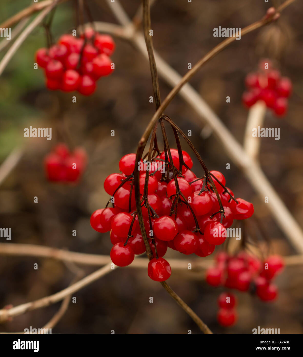 Red currents in winter Stock Photo - Alamy