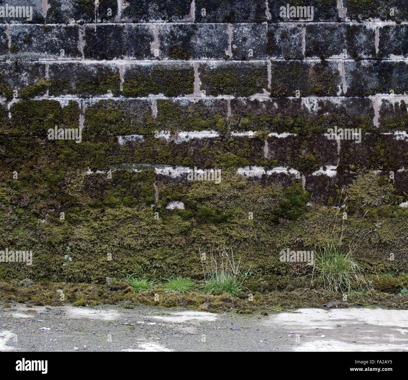 Partly overgrown block wall for use as a design background Stock Photo ...