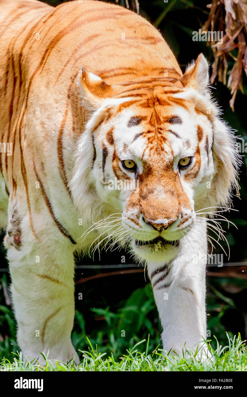 Close up of an older male Bengal tiger with a light colored coat Stock ...