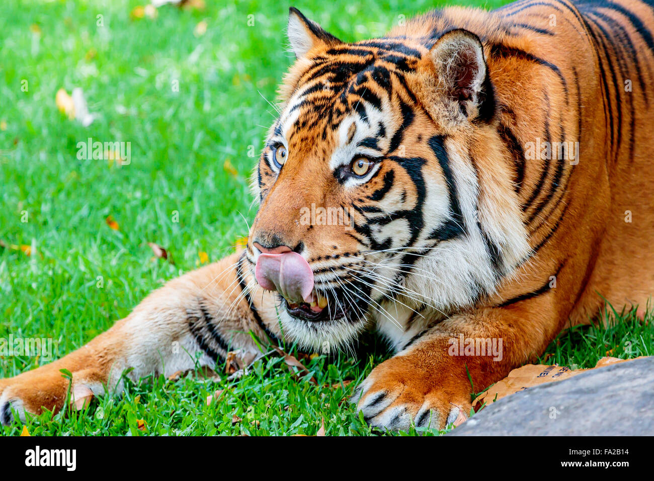 Close up of a female Sumatran tiger, licking her lips about to pounce ...