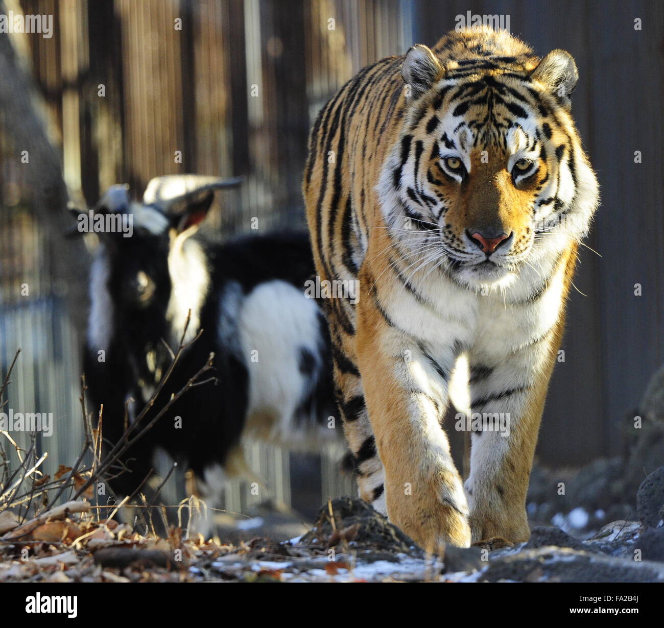 Amur Timur High Resolution Stock Photography and Images - Alamy