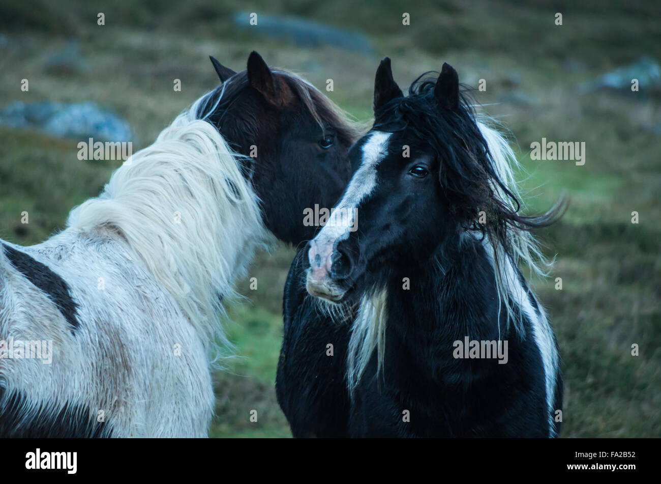 Wild horses grooming hi-res stock photography and images - Alamy