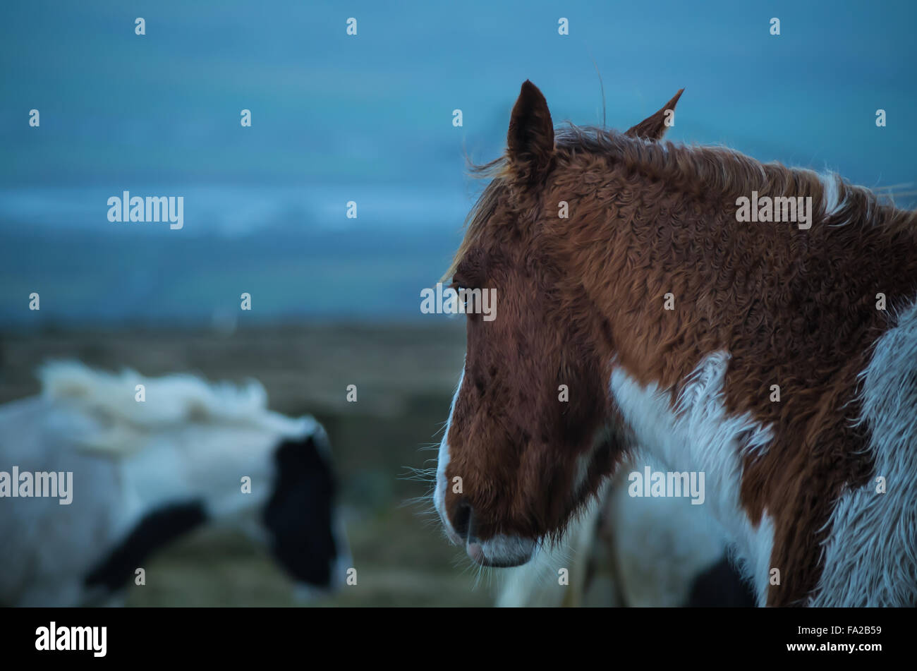 Wild Preseli Pony on Carn Enoch, Dinas, Pembrokeshire Stock Photo - Alamy
