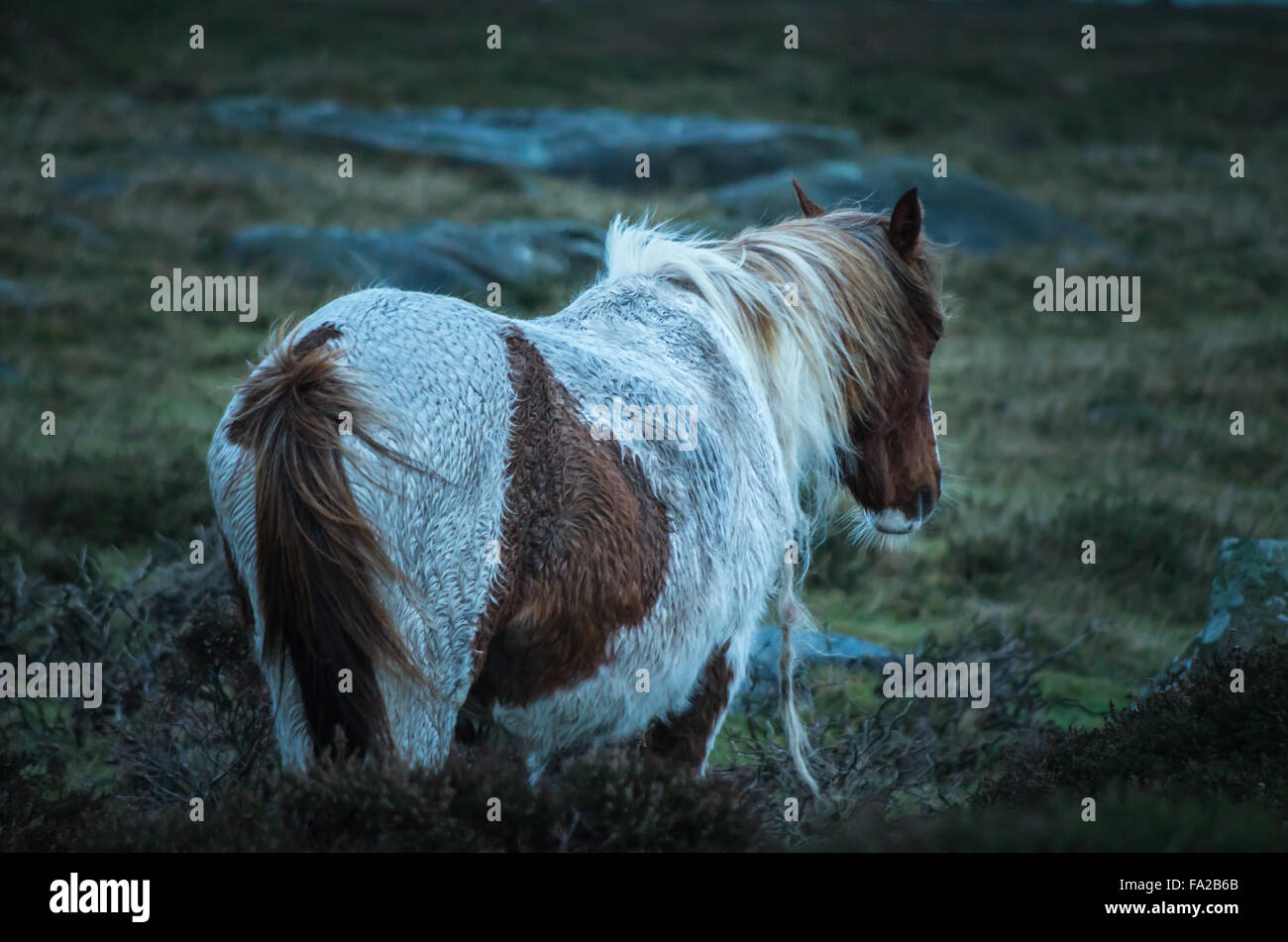 Wild Preseli Pony on Carn Enoch, Dinas, Pembrokeshire Stock Photo - Alamy