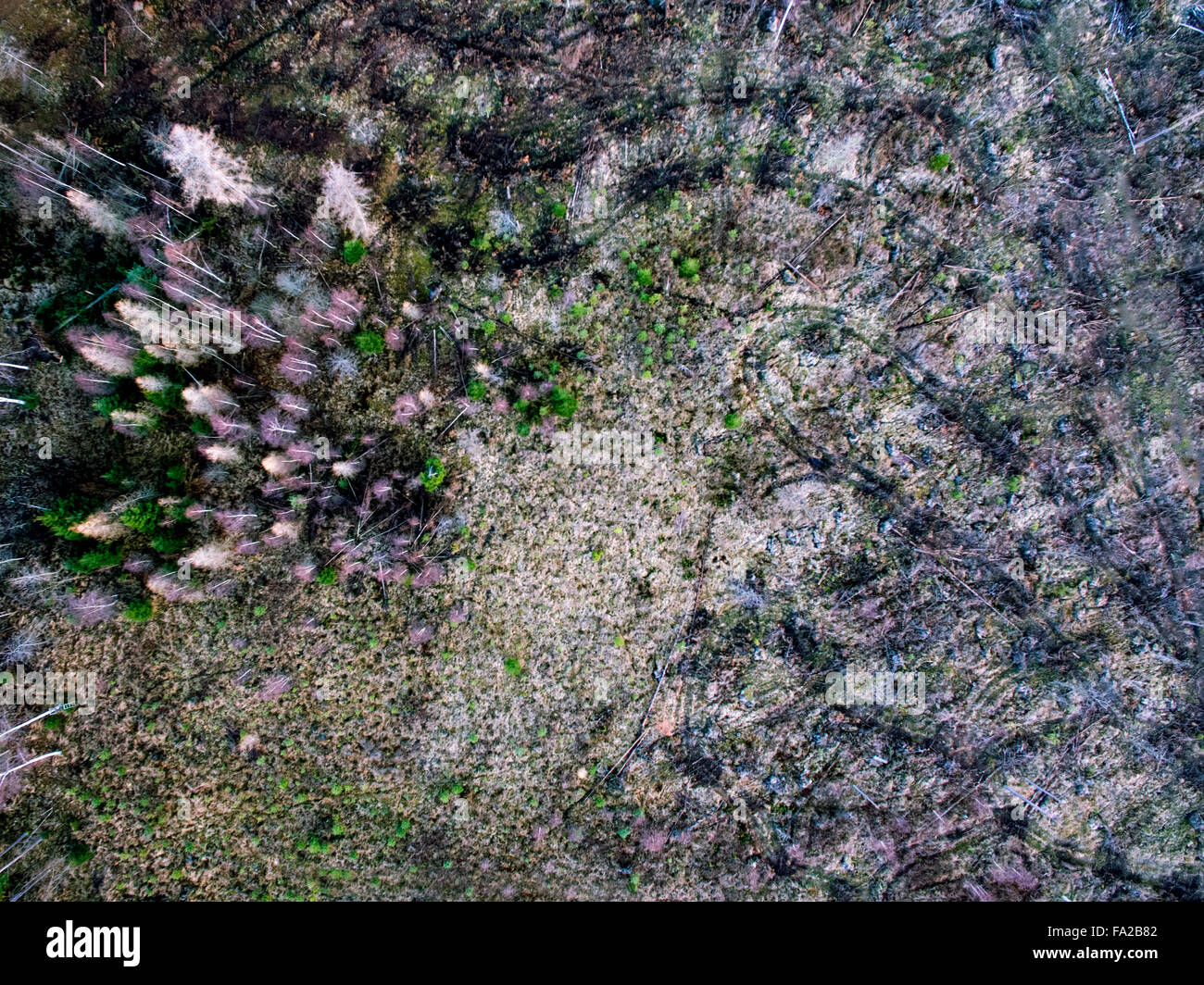 Tire tracks in the forest from above Stock Photo - Alamy