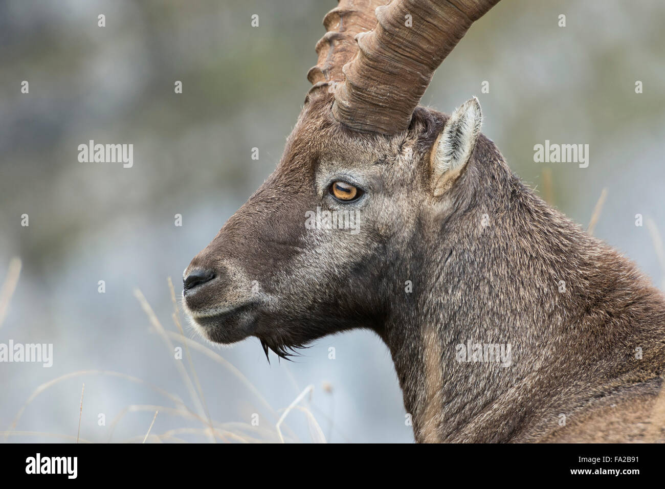 Close-up, head portrait of Alpine ibex / Steinbock / Alpensteinbock ...