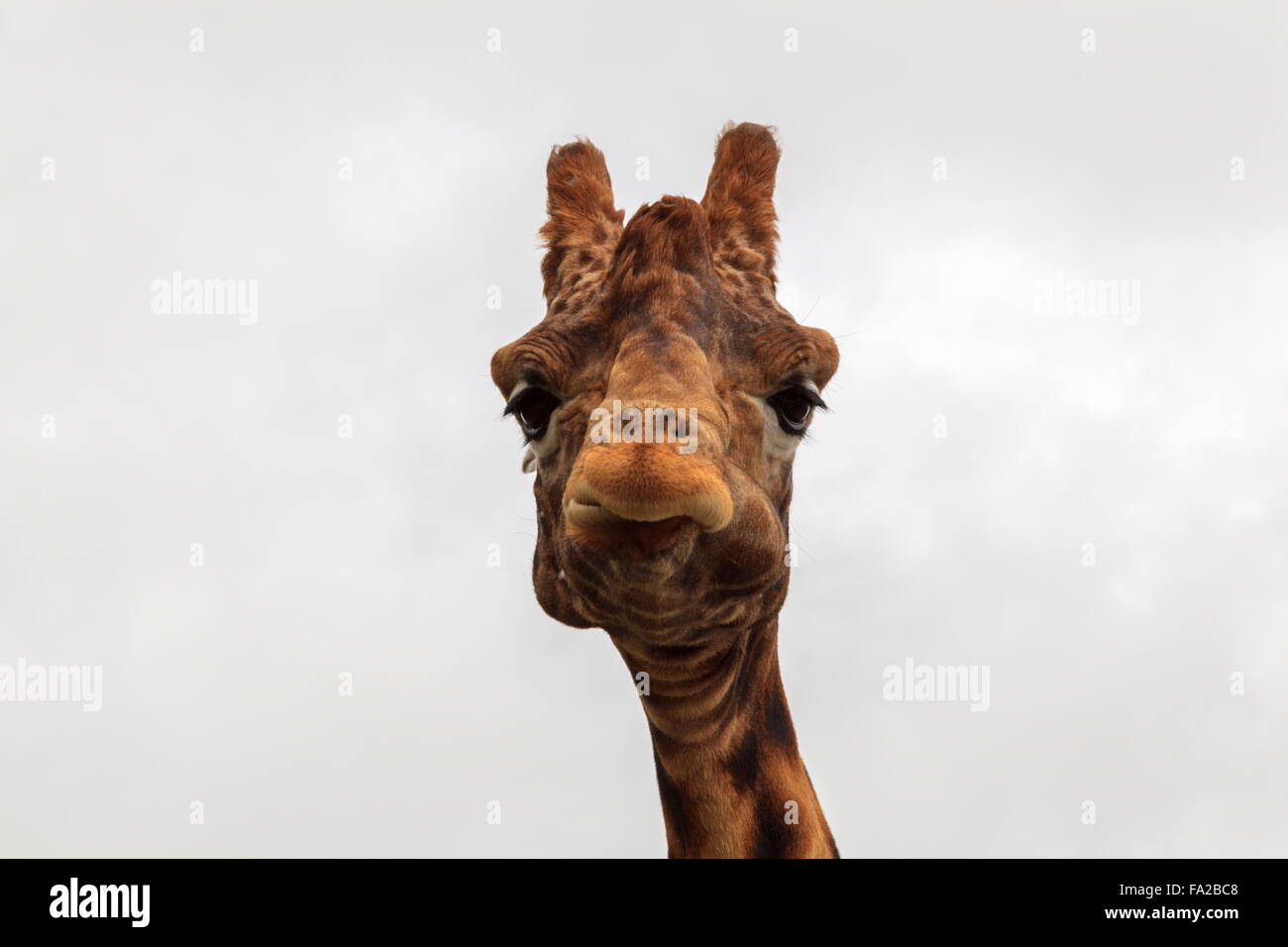 Giraffe head and neck Stock Photo - Alamy