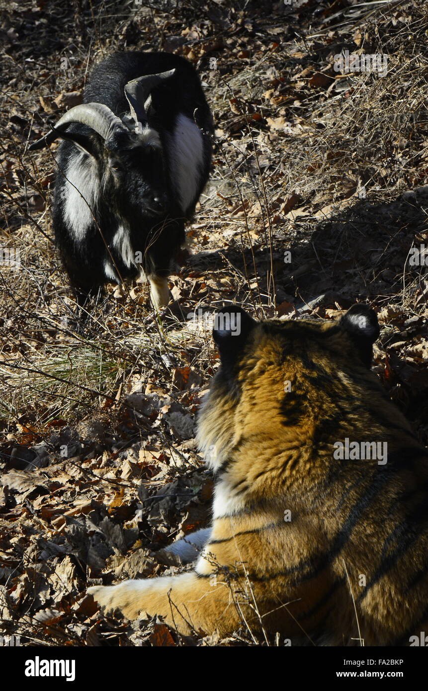 Amur Timur High Resolution Stock Photography and Images - Alamy