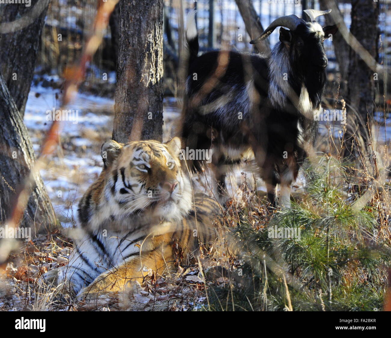 Amur Timur High Resolution Stock Photography and Images - Alamy