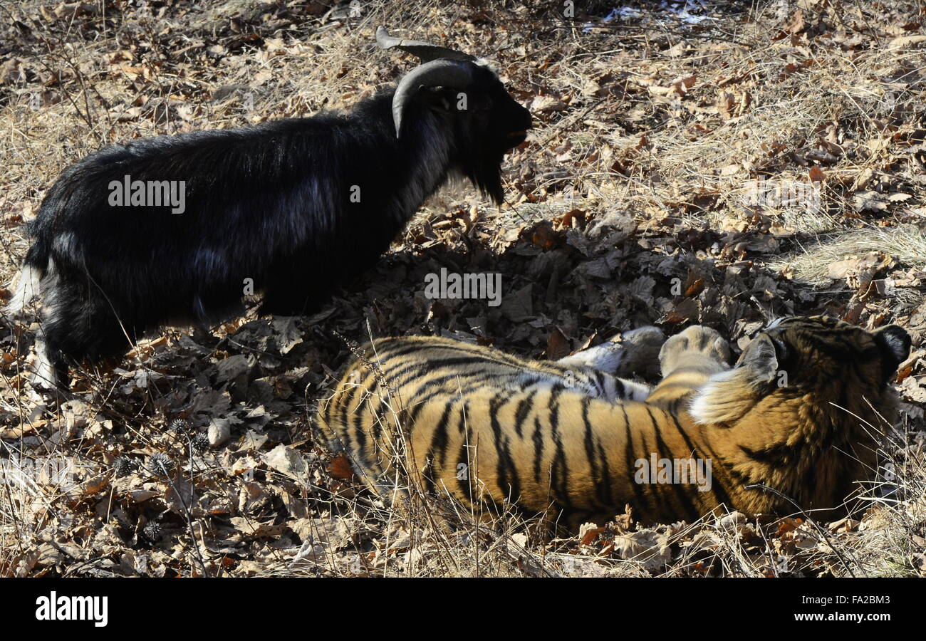 Amur Timur High Resolution Stock Photography and Images - Alamy