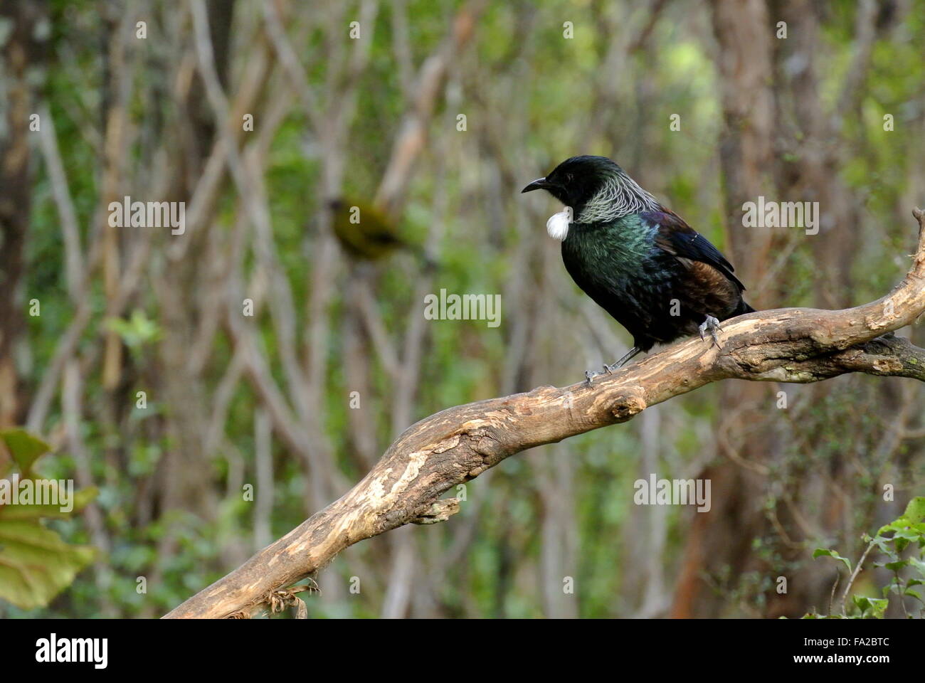 Tui on branch at Orokonui Ecosanctuary in Dunedin, Otago, New Zealand ...