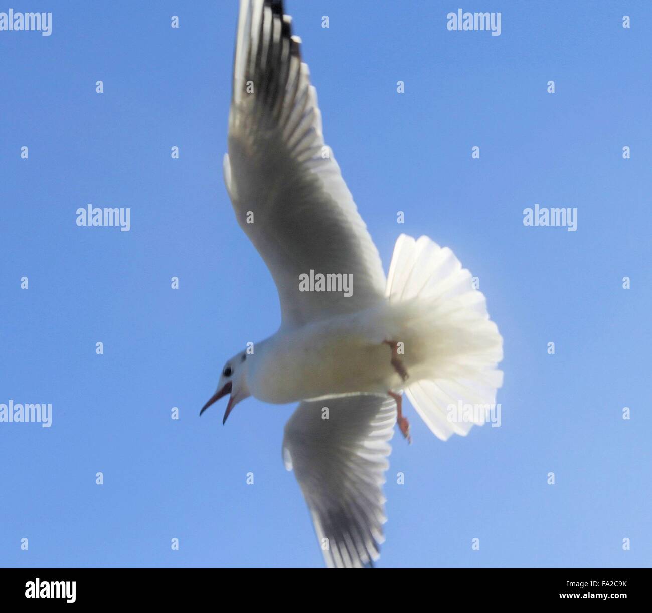 Seagull bird shore hi-res stock photography and images - Alamy
