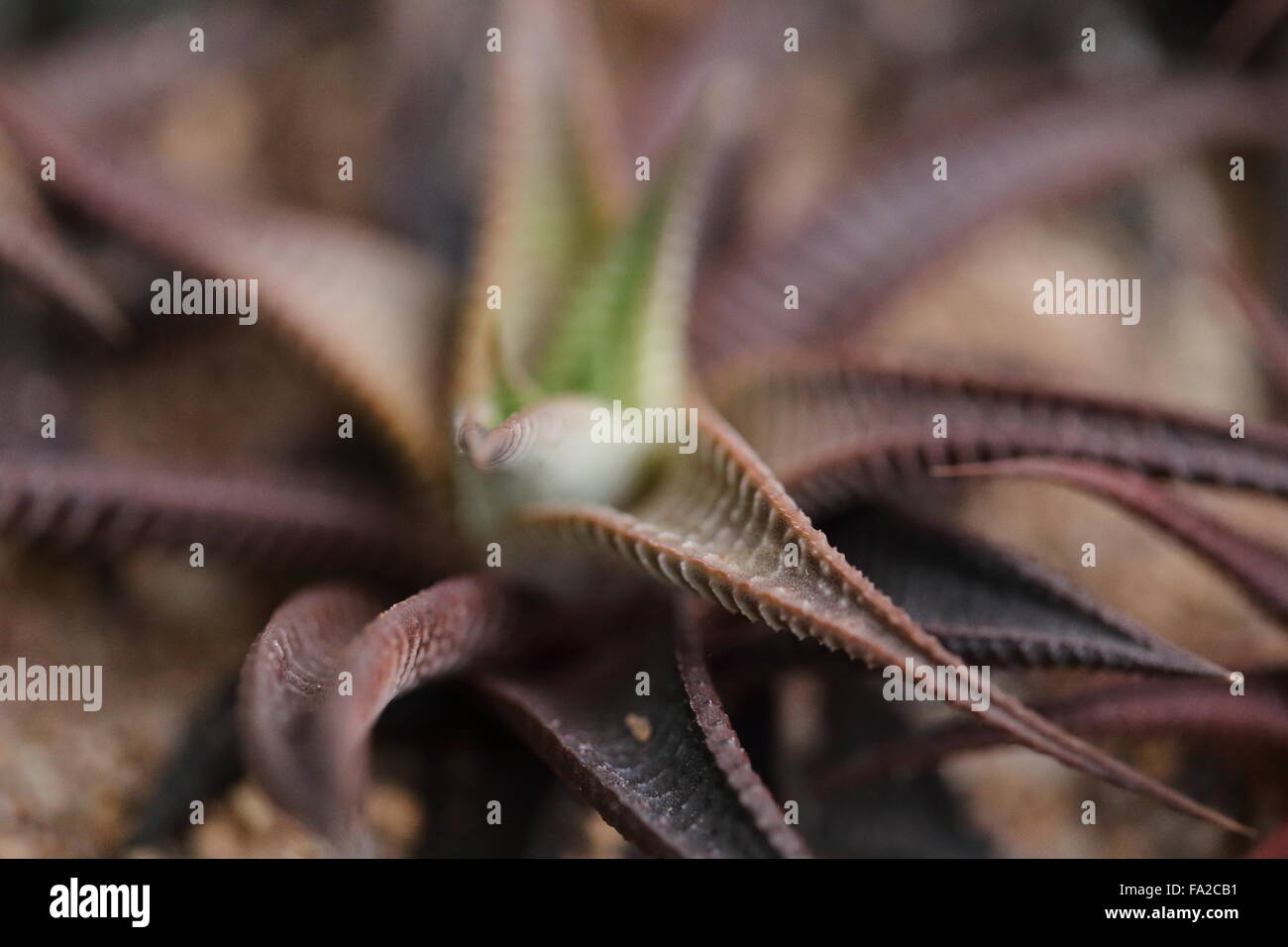 Close up of haworthia limifolia Stock Photo - Alamy