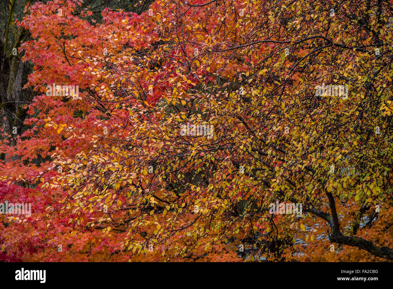 Beautiful red maple trees hi-res stock photography and images - Alamy