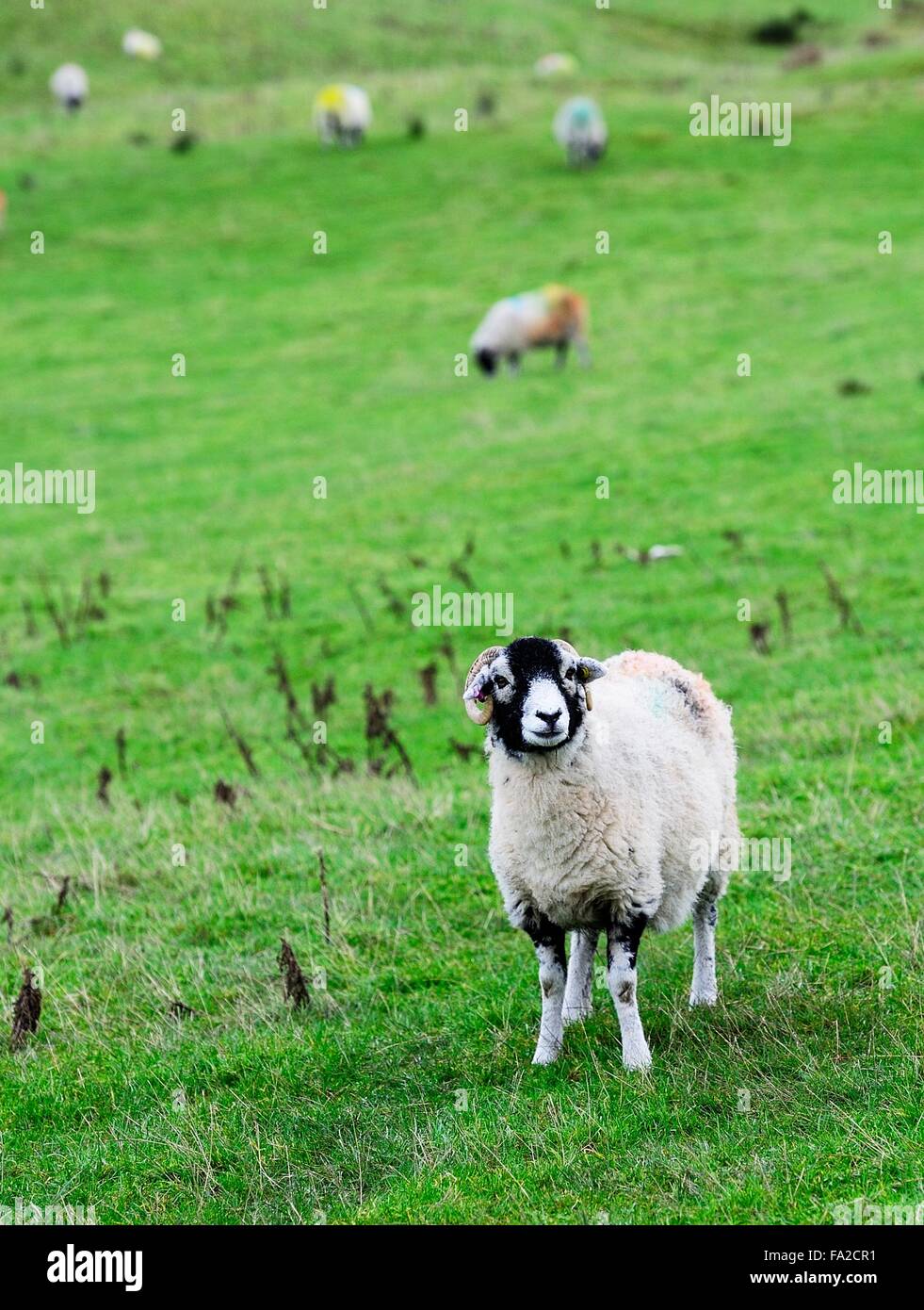 Sheep looking for the ram Stock Photo - Alamy