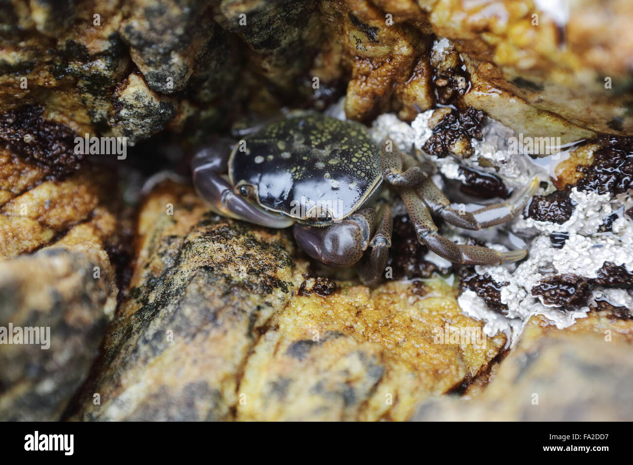 Rock pool crab hi-res stock photography and images - Alamy