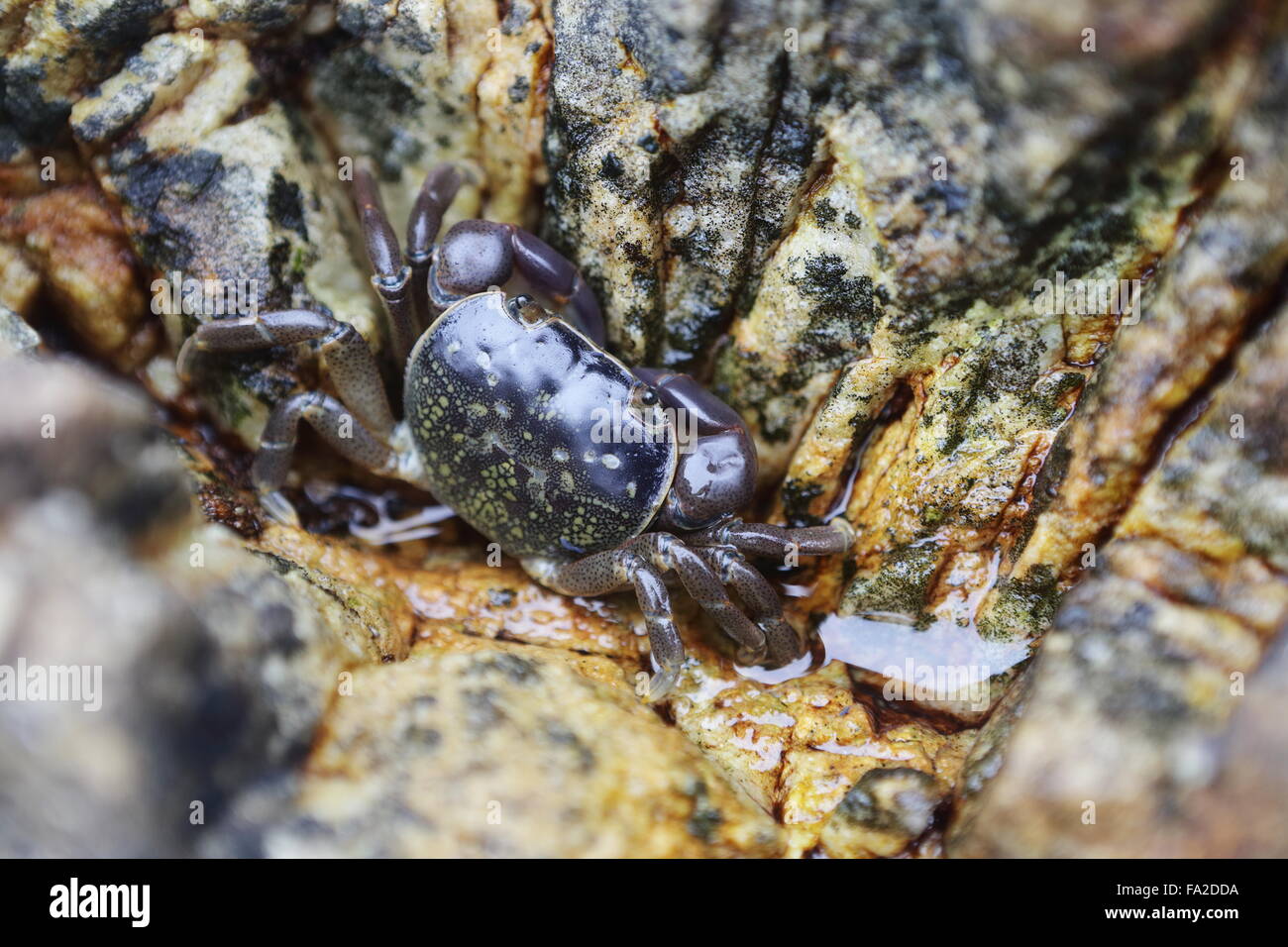 Rock pool crab hi-res stock photography and images - Alamy