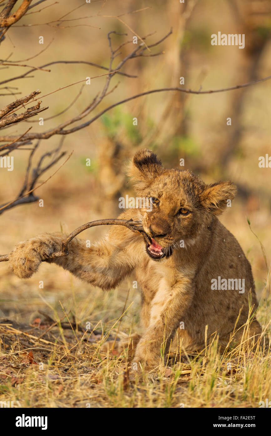 Lion (Panthera leo), playful cub, biting a twig, Savuti, Chobe National ...