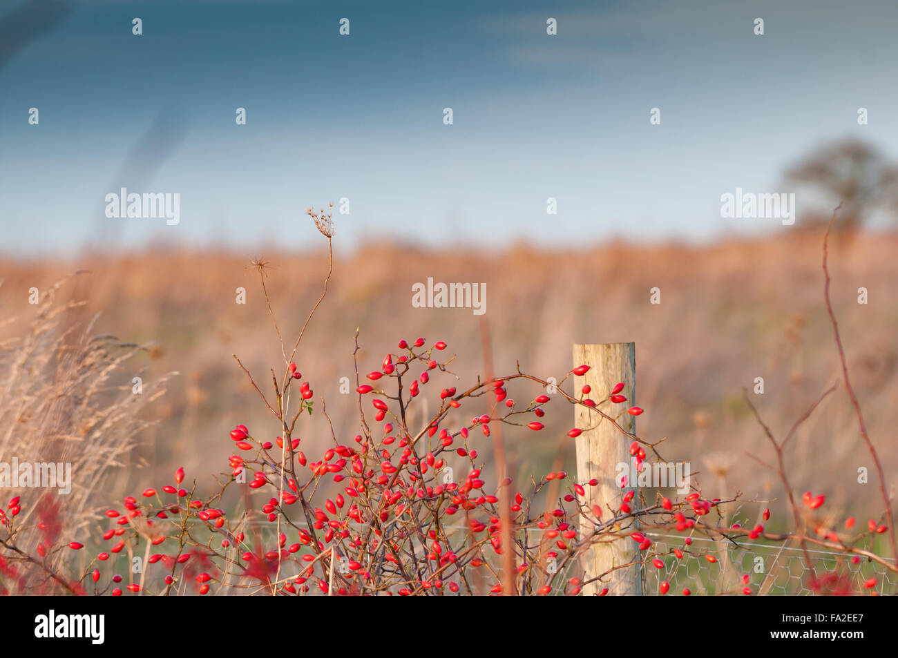Open field of wild plants hi-res stock photography and images - Alamy