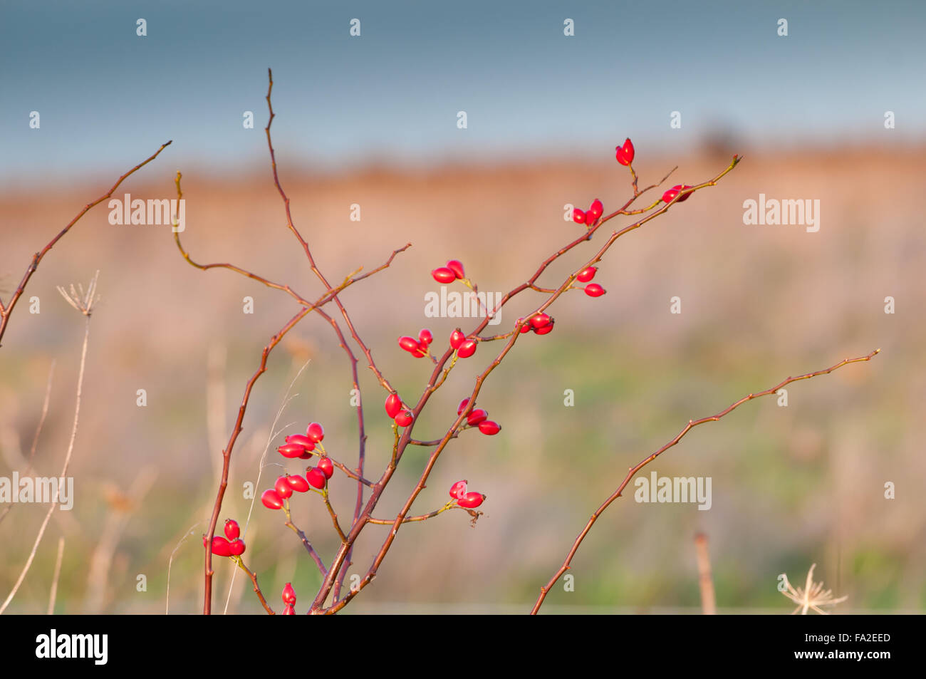 Wild berries growing in a country field Stock Photo - Alamy
