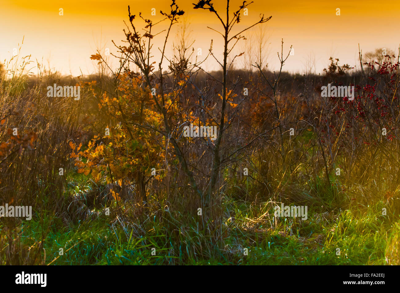 Over yellow scene scenery hi-res stock photography and images - Alamy